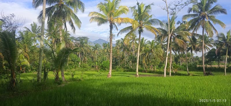 Green Village in West Java Indonesia Stock Photo - Image of green, java ...