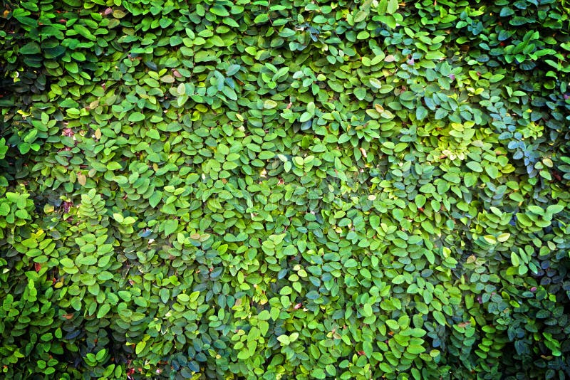 Green Vine Background stock photo. Image of organic, leaves - 39056810