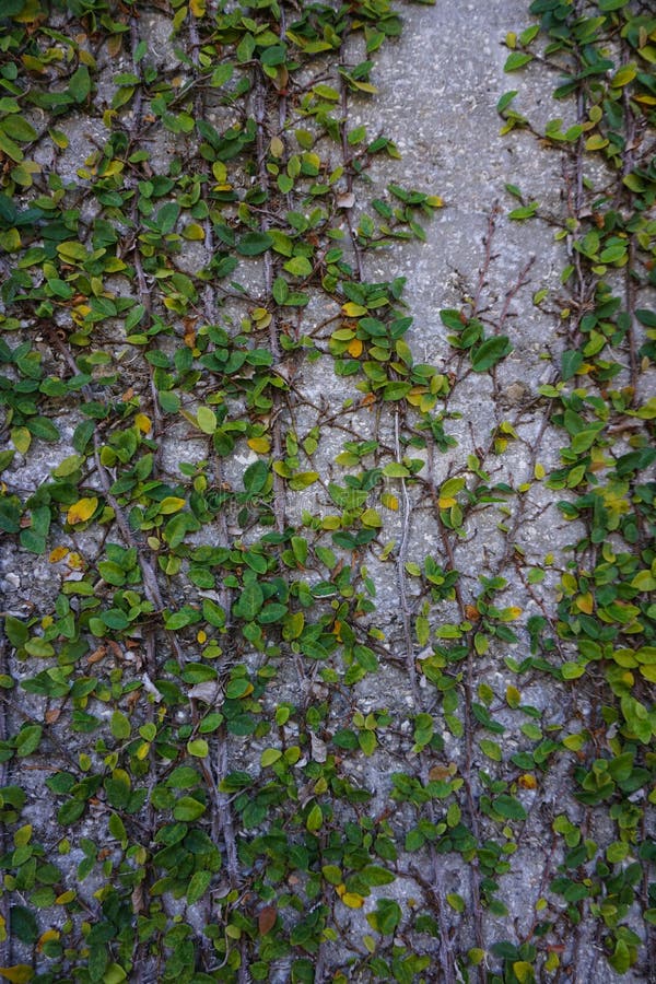 Sea Shell Wall stock photo. Image of plastered, cement - 45623158