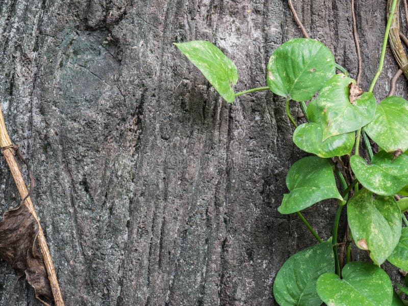 Green Vine Grow Up Full The Old Wood For Background Texture Stock Image ...