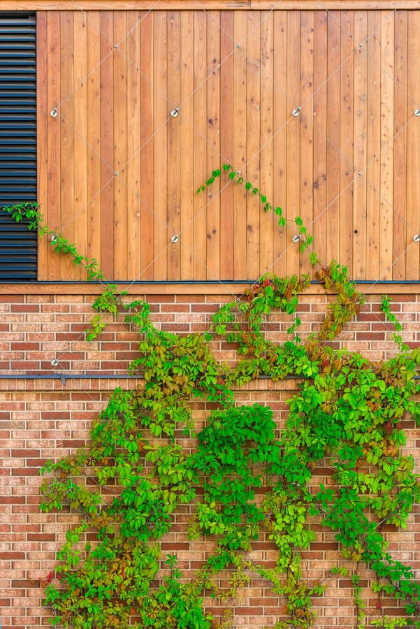 Green vine a hedge stock image. Image of bush, creep - 121556099