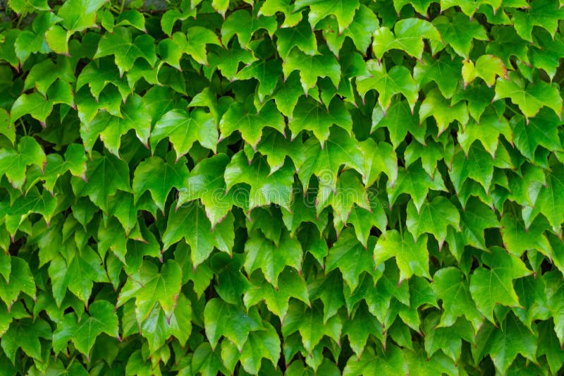 A Green Vine with Leaves is Shown in Image Stock Image - Image of ...