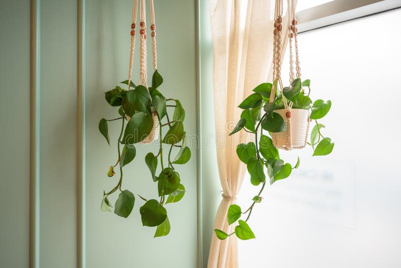 Green Vine Plant in a Hanging Small Plant Pot Stock Image - Image of ...