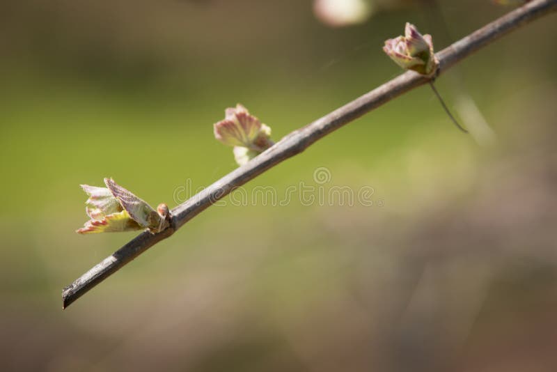 Green vine with small stock image. Image of blooming - 143646951