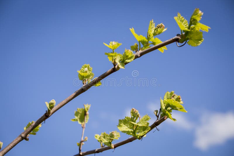 Green vine with small stock photo. Image of blossom - 143647360