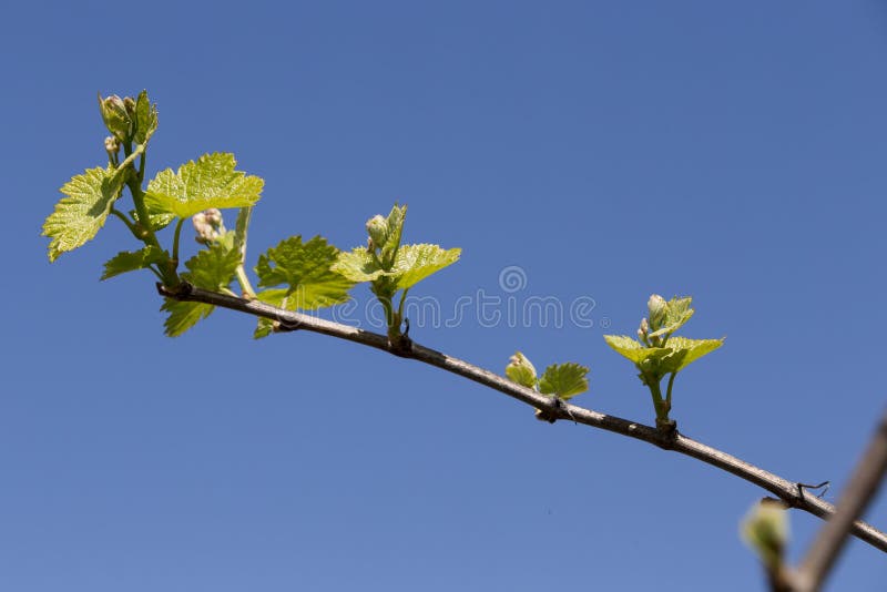 Green vine with small stock image. Image of news, natural - 143648579
