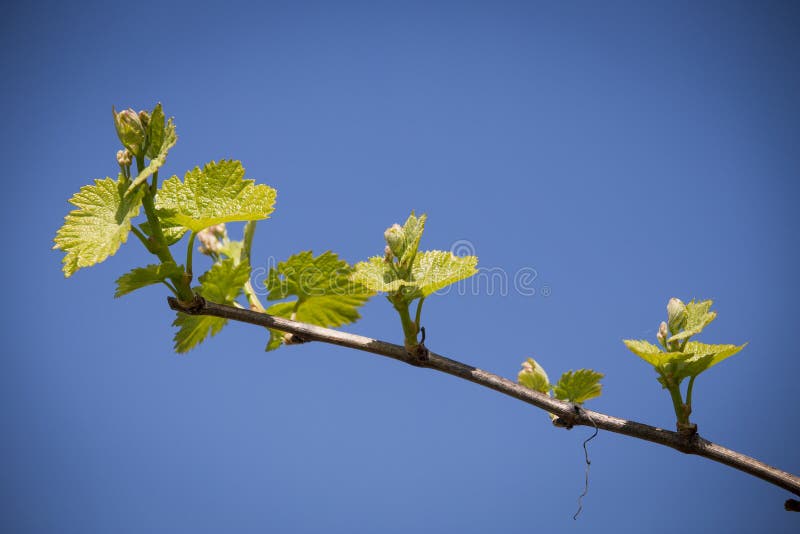 Green Vine with Small Bunches of Grapes. Stock Image - Image of ...