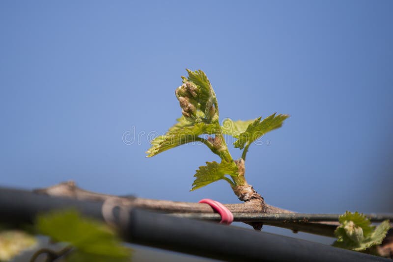 Green vine with small stock photo. Image of blue, garden - 143648544