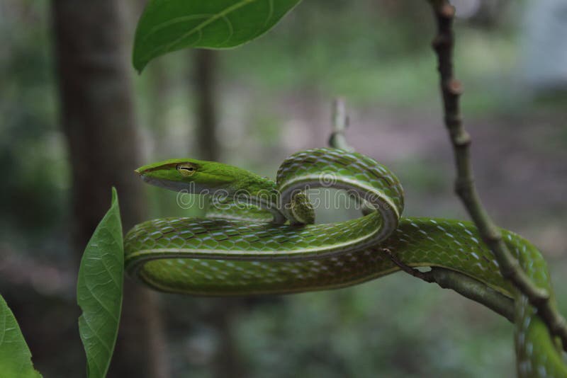 428 Snake Philippines Stock Photos - Free & Royalty-Free Stock Photos ...