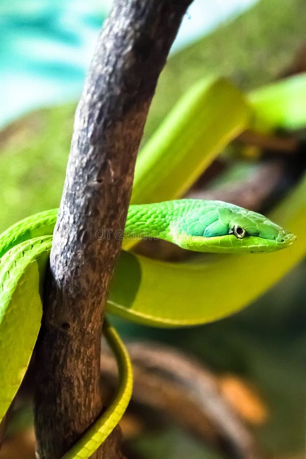 Green Vine Snake in Its Angry Mood with Its Attack Position on a Tree ...