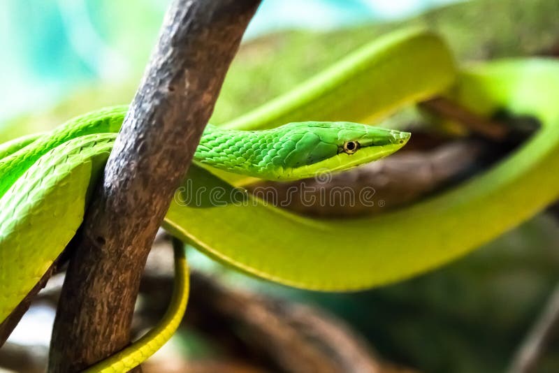 Green Vine Snake in Its Angry Mood with Its Attack Position on a Tree ...