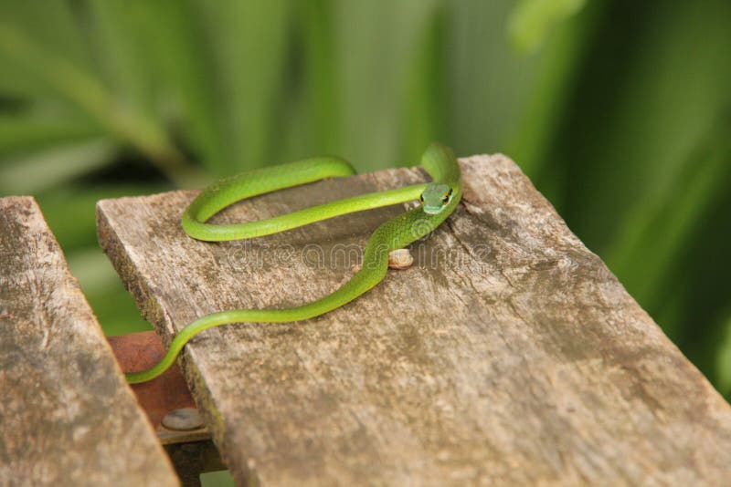 Snake Pounce Stock Photos - Free & Royalty-Free Stock Photos from ...