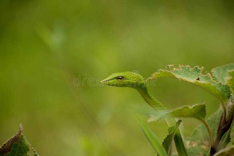 Green Vine Snake Side Profile Stock Image - Image of insect, meadow ...