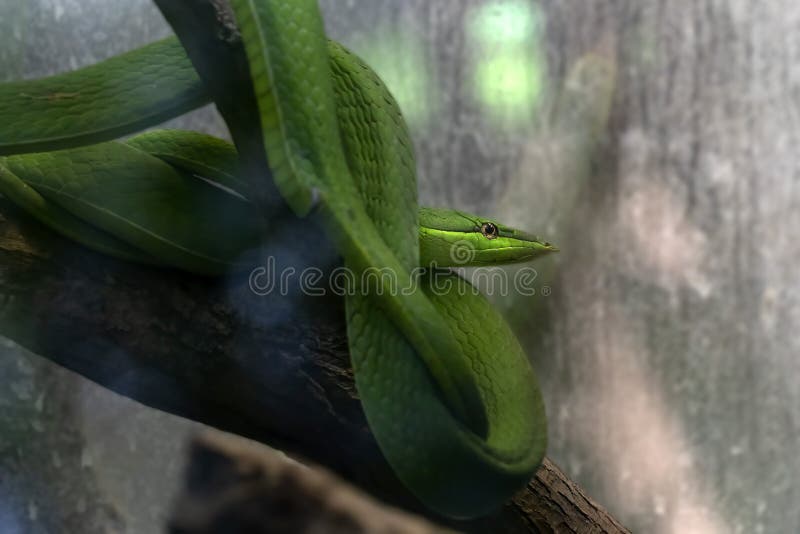 Green vine snake on a tree stock photo. Image of head - 236539270
