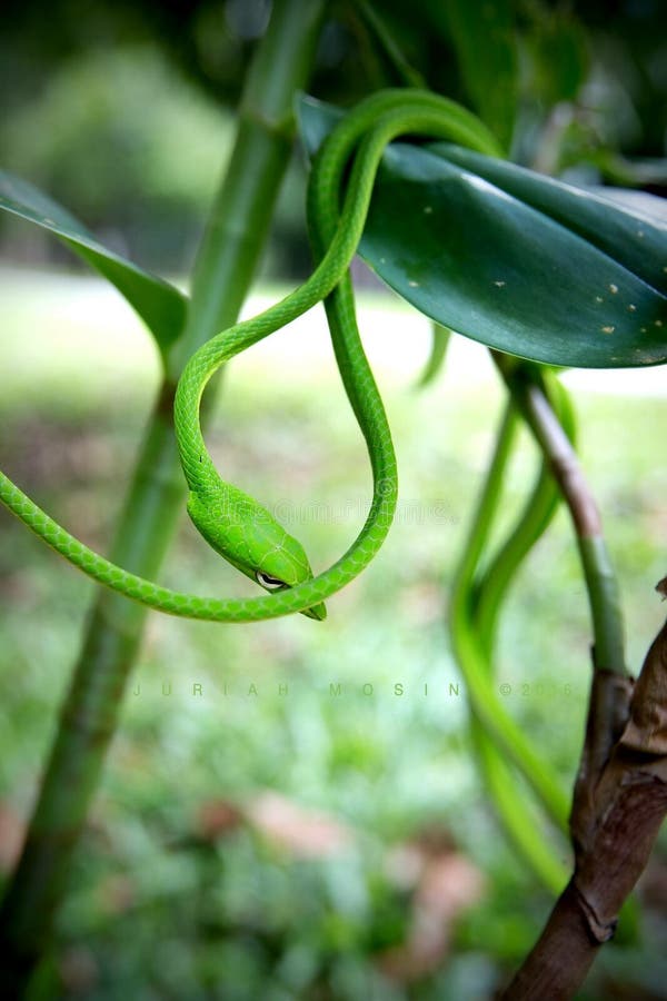 Juriah Mosin (Mayangsari) - Photographer profile