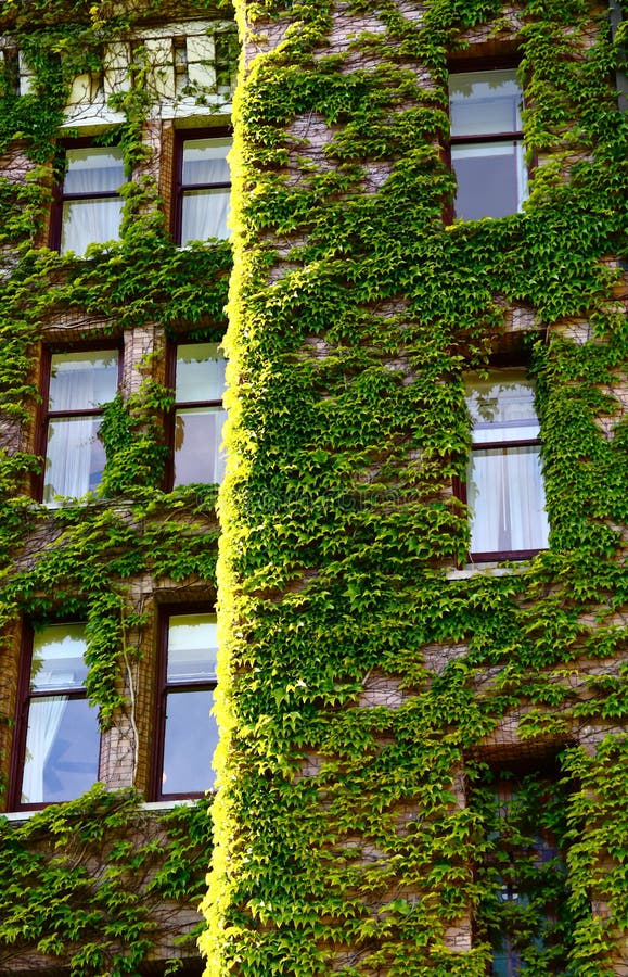 Green Vines Around Old Windows Stock Photo - Image of vines, windows ...