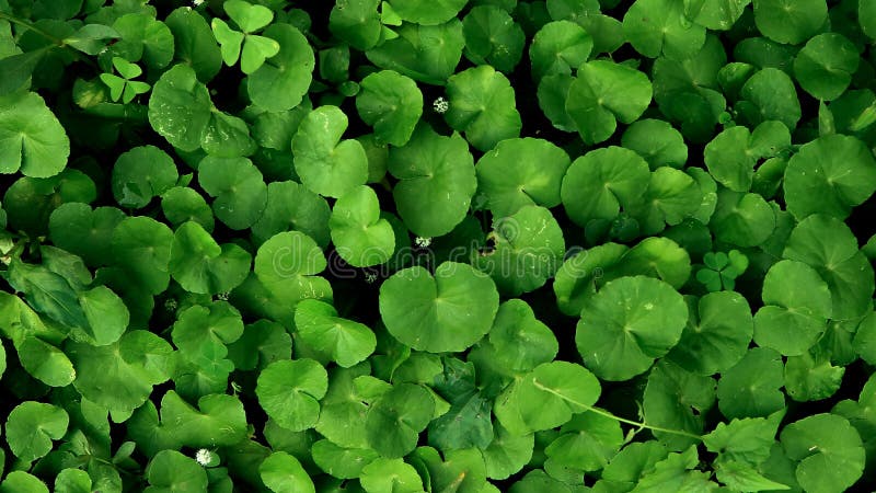 Top View Green Vines Background Stock Image - Image of nativity ...