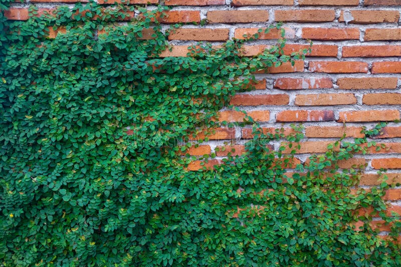 Green Vines on the Brick Wall Stock Photo - Image of flower, yard ...