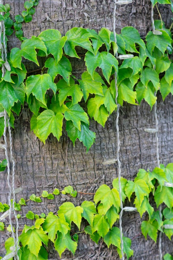 349 Twining Tree Stock Photos - Free & Royalty-Free Stock Photos from ...