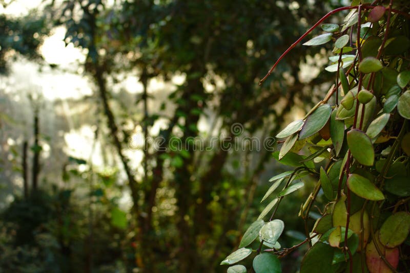 Green Vines with Jungle in the Background Stock Image - Image of nature ...