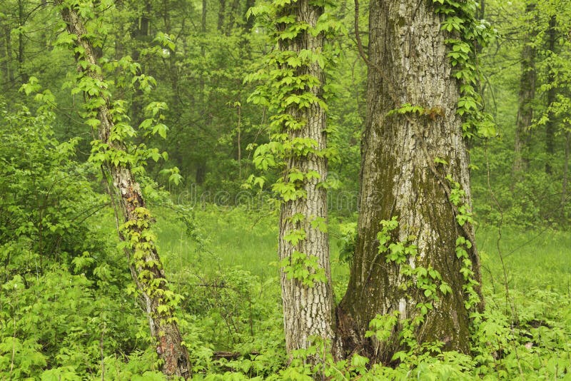 Vines Growing on Tree Trunks. Stock Photo - Image of tree, foliage ...