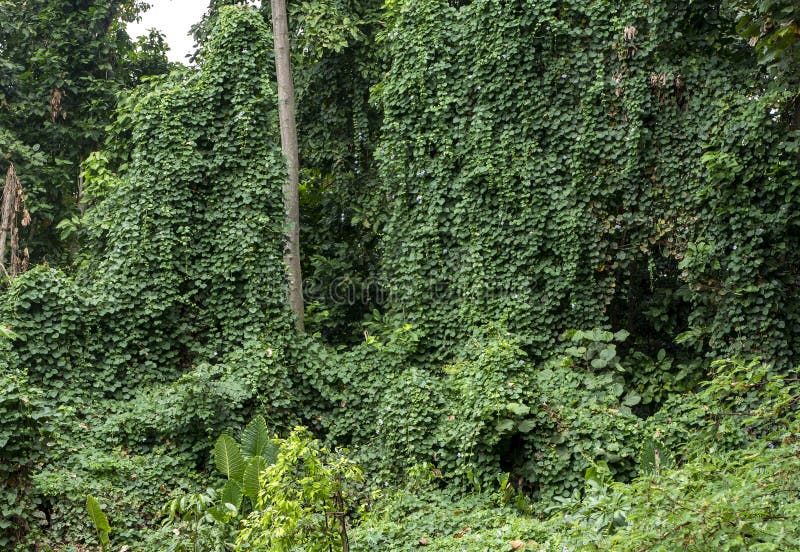 Green Vines Leaves Wall Texture in the Forest for Natural Background ...