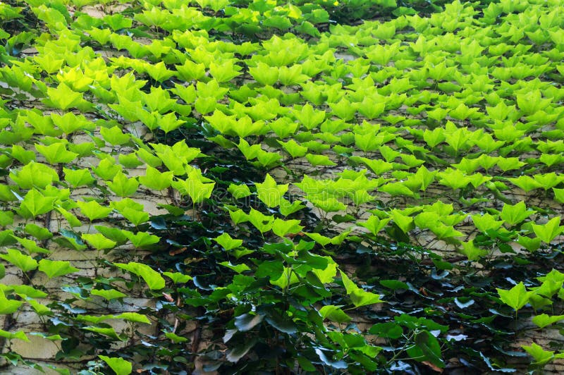 Green vines on wall stock photo. Image of entangled, climb - 40893124