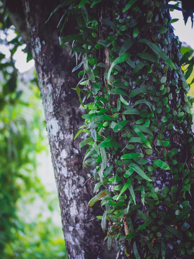 Green Vines Wrapped Around a Big Tree Stock Image - Image of flowers ...