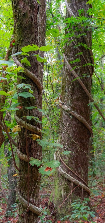 Green Vines Wrapping Around Trees Stock Photo - Image of park, green ...