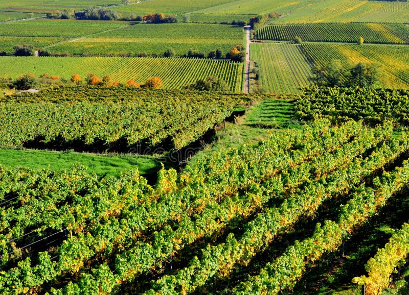 Green Vineyard stock image. Image of outdoor, hill, europe - 16675865