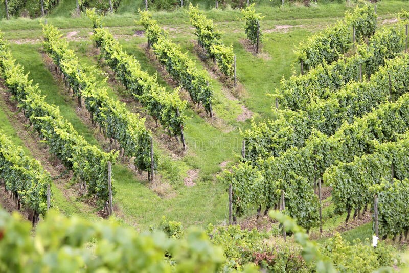 Green vineyard stock image. Image of rheingau, rhineromantic - 25884751