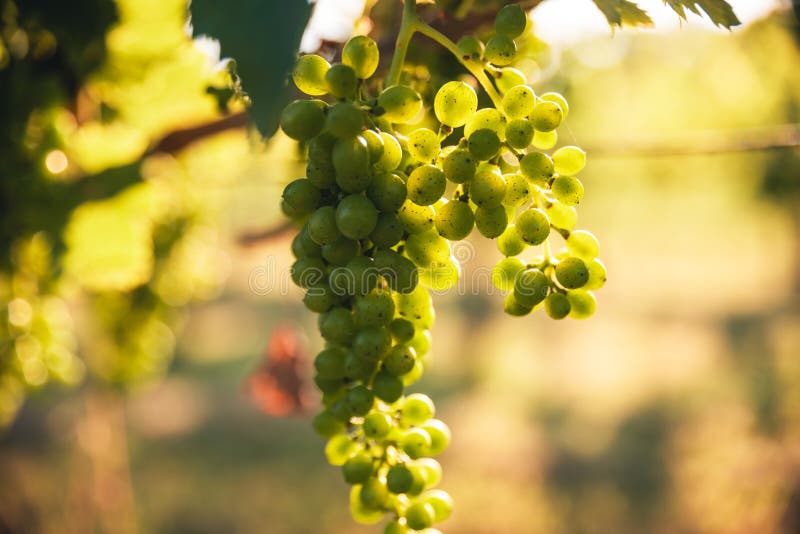 Bunch of Green Grapes Ripe in the Sun Stock Image - Image of grapes ...