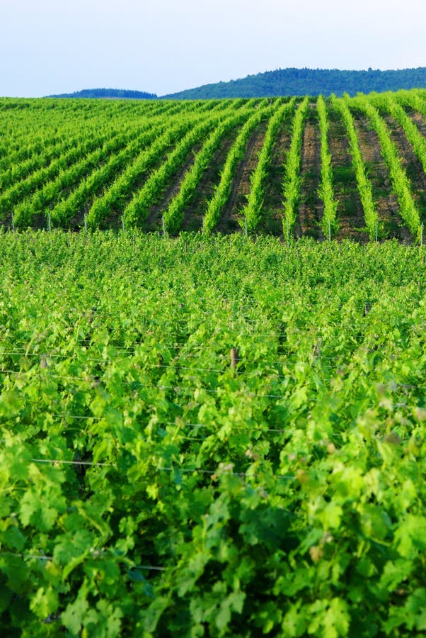 Vertical Vineyards stock photo. Image of vegetation, sonoma - 1028002