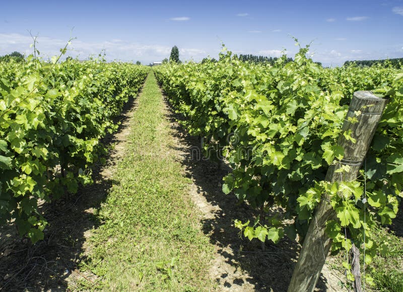 Green Vineyards stock image. Image of tourism, agricultural - 41781583