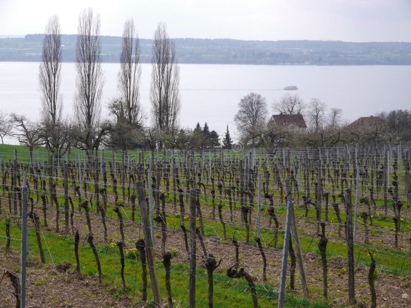 Vine-yard spring stock image. Image of european, cultivate - 29760407