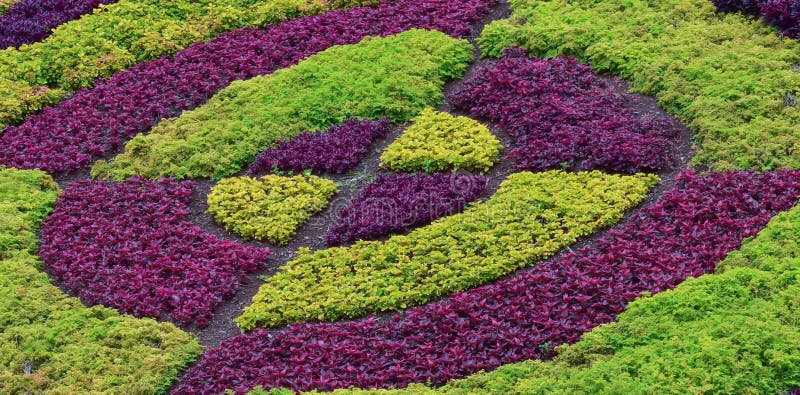 Green and Violet Plants in Spring on Madeira Island Stock Photo - Image ...