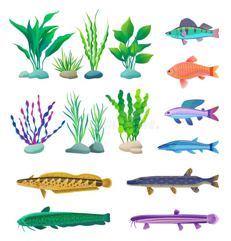 Sized Predatory Saltwater Fish Stock Illustrations – 2 Sized Predatory ...