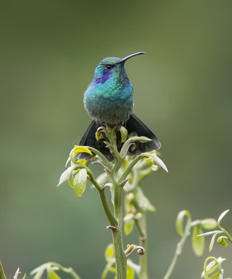 Green Violetear Hummingbird Stock Image - Image of beautiful, perch ...