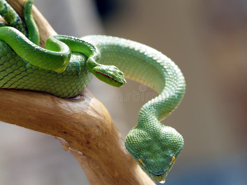 The viper stock photo. Image of alert, exotic, fierce - 22110110