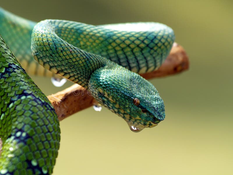 Green Viper stock photo. Image of predator, scales, serpent - 22109896