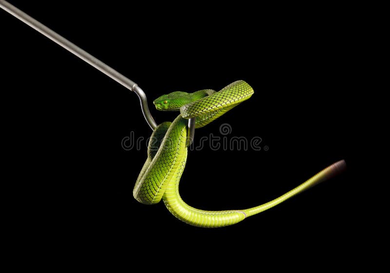 Green viper stock image. Image of viper, beautiful, black - 25049977