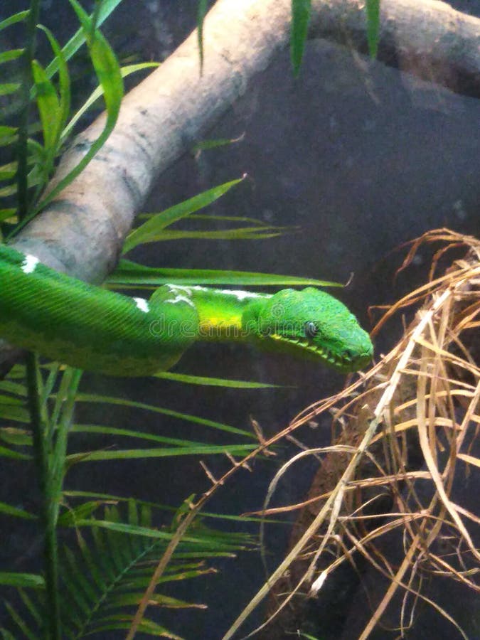 Green viper stock photo. Image of snake, green, boop - 162165122