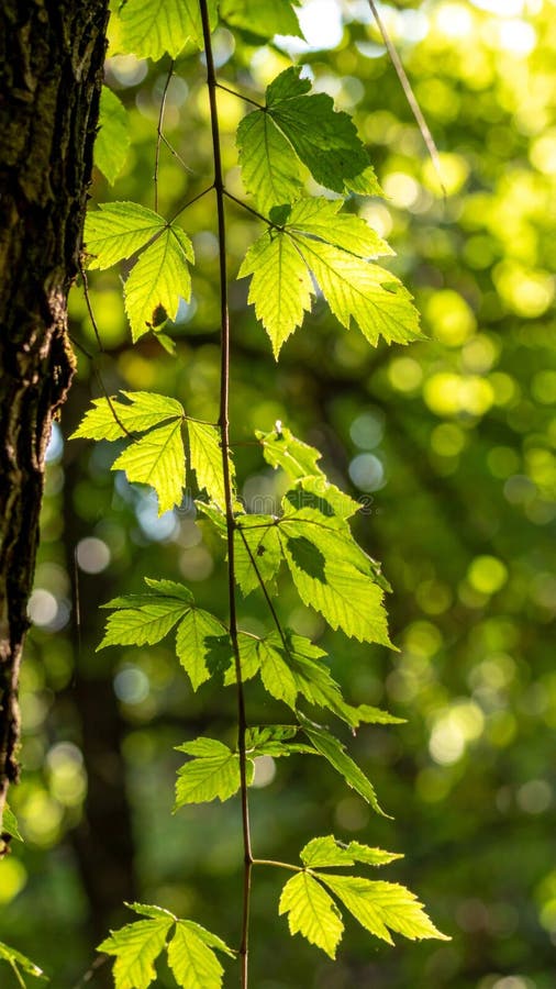 Green Virginia Creeper Leaves on Tree Trunk in Sunlit Forest Ambiance ...