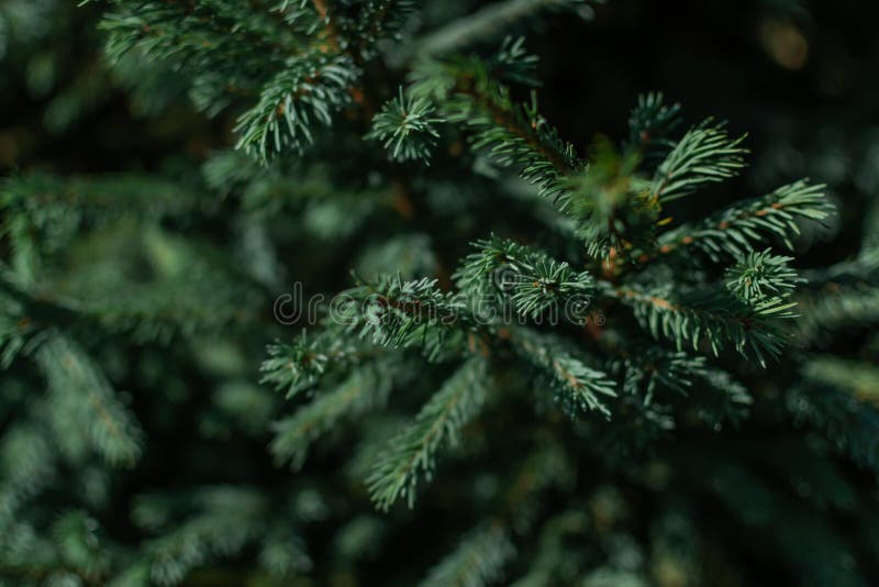 Green Volumetric Small Needles on Branches of a Coniferous Siberian ...