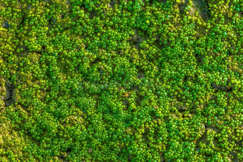 Green Volvox Colony in the Dryed Pond Stock Photo - Image of biology ...