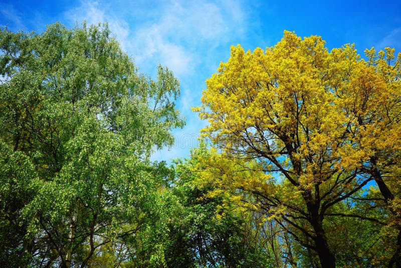 Green Vs Yellow: Summer Vs Autumn Landscape Stock Image - Image of ...