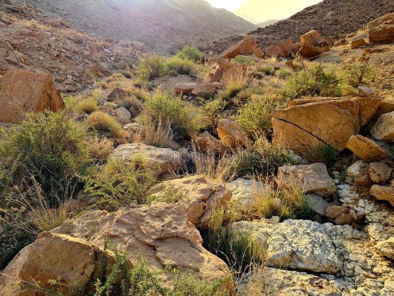 A Green Wadi during Winter at Sunrise Stock Image - Image of rocks ...