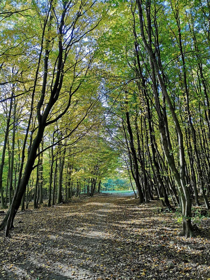 Green walk in forrest stock photo. Image of natural - 235521844