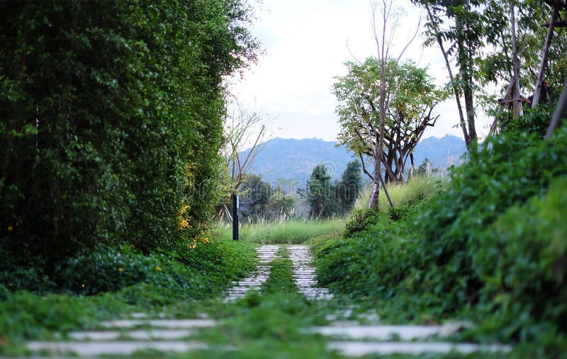 Green walkway stock photo. Image of green, private, landscape - 90725260