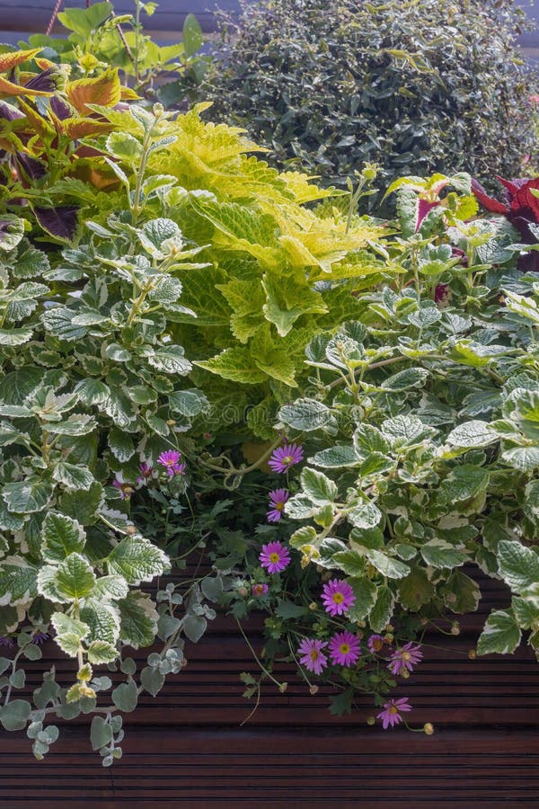 Green Wall Created from Coleus Plant. Vertically Stock Image - Image of ...